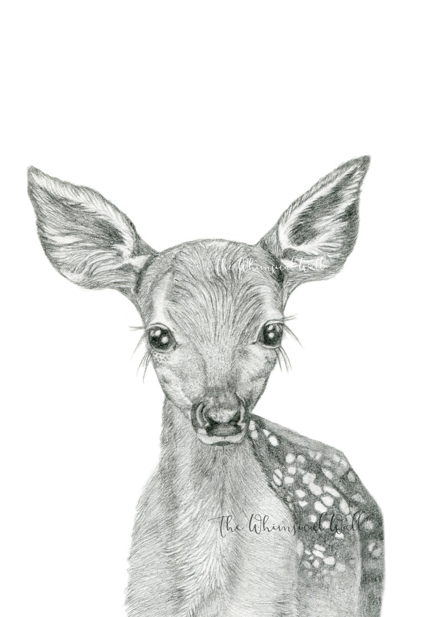 Fawn Drawing 5+ Thousand Fawn Sketch Royalty Free Images, Stock Photos